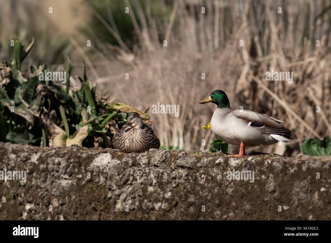 Couple of mallard ducks in a public garden of Florence, Italy Stock ...