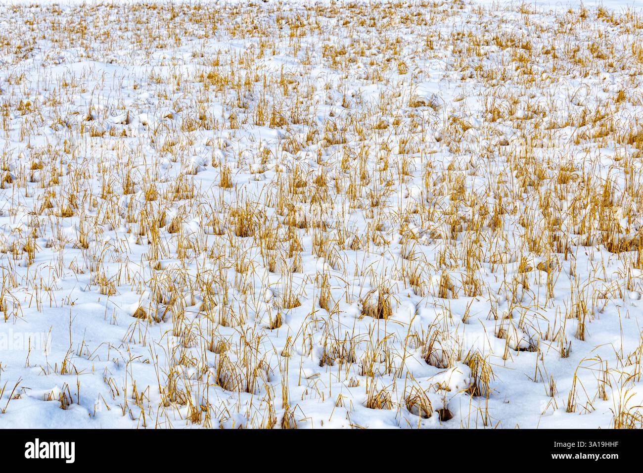 Rice paddy field in winter snow, Kanazawa, Japan Stock Photo - Alamy