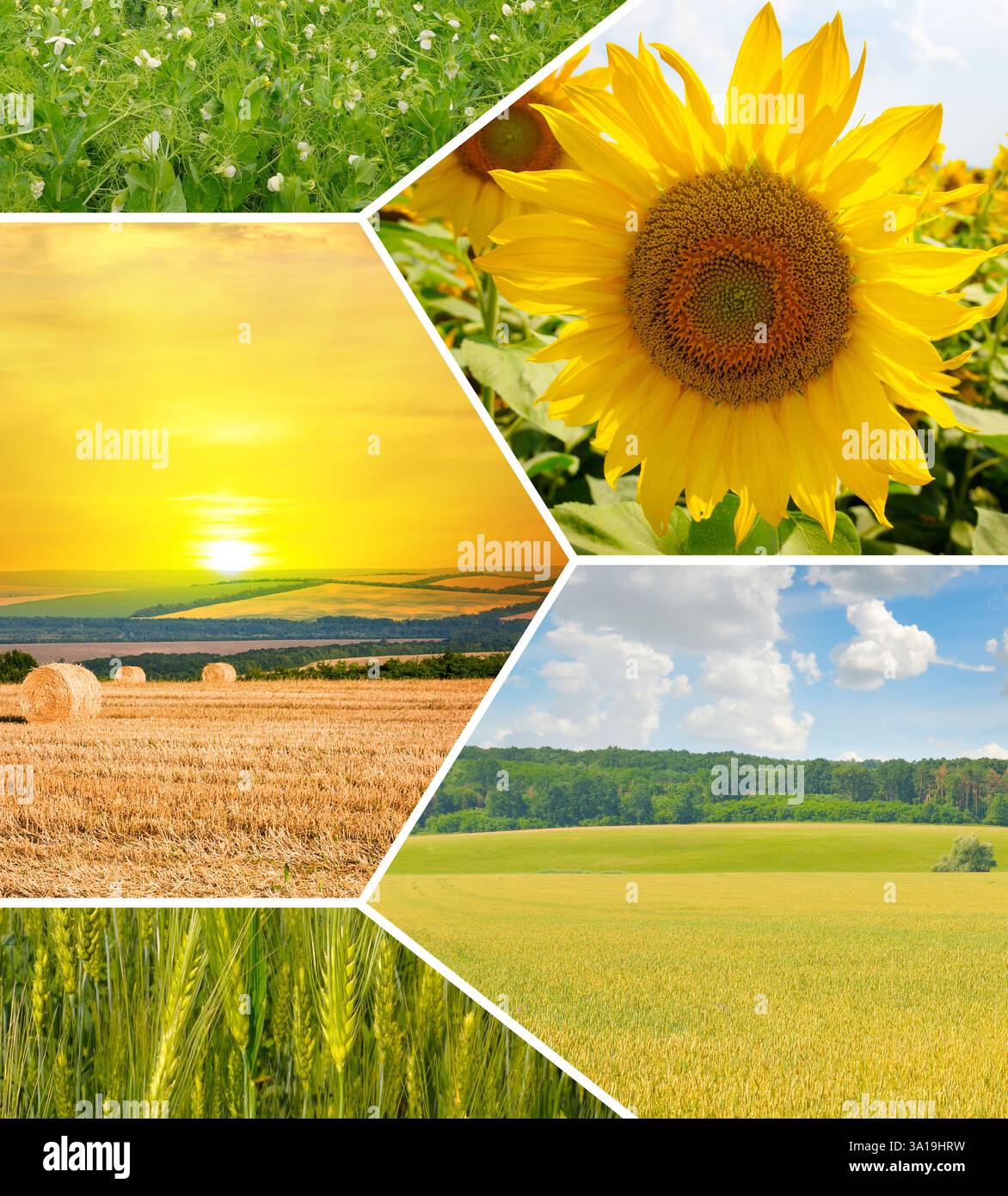 Agricultural fields and blue sky. Photo collage. Mosaic pattern Stock ...