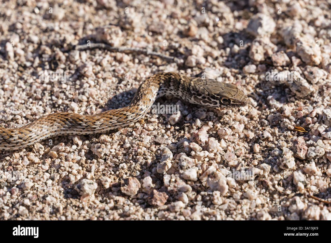 Racer snake hi-res stock photography and images - Alamy