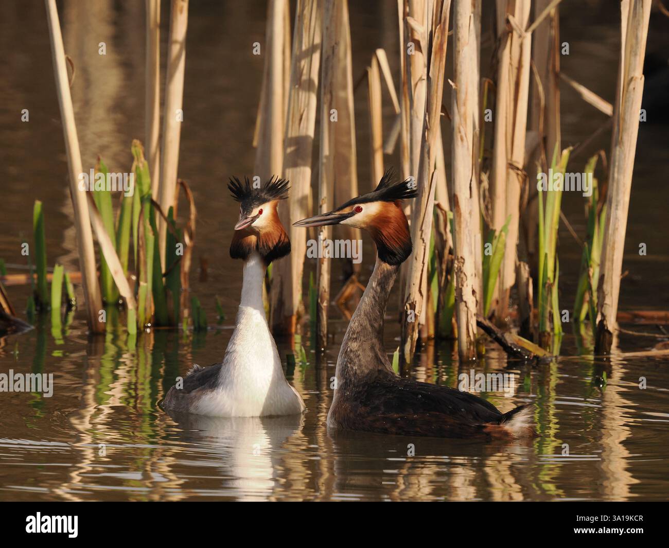 Early spring is a fantastic opportunity to observe grebes behaviour ...