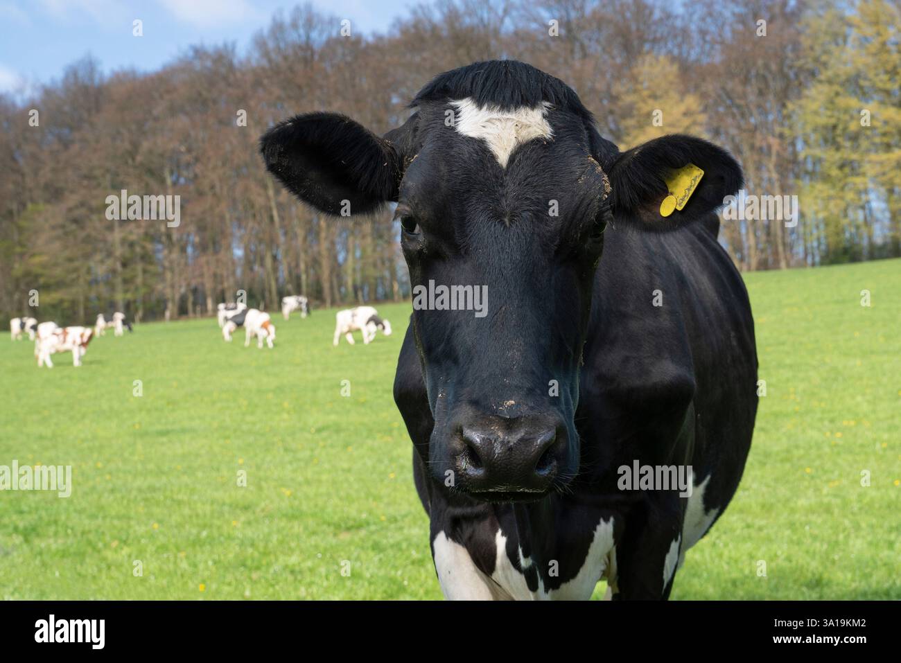 Close up image of cow on meadow in the Bergisches Land, cattle farming ...