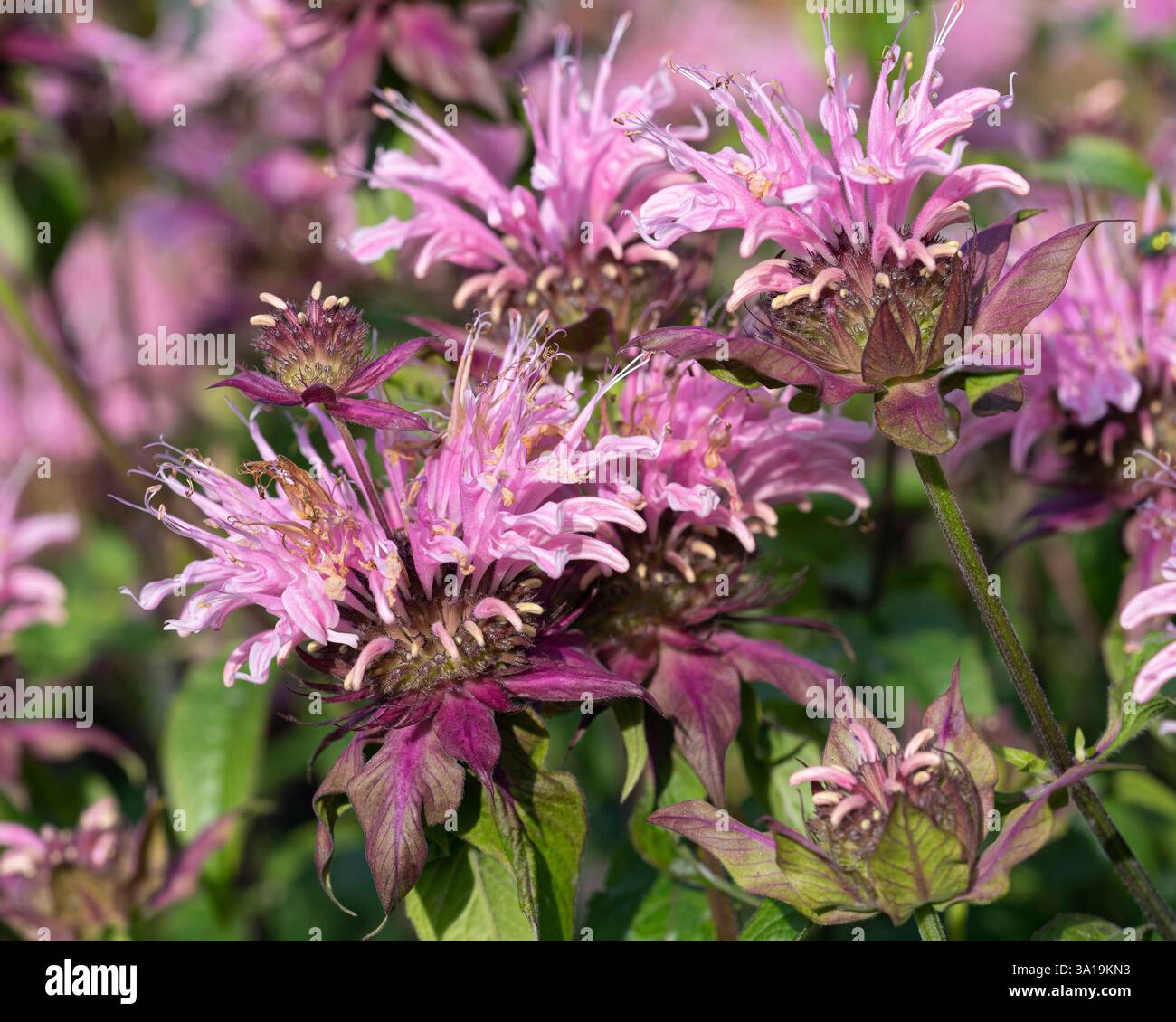 Close up image of bergamot flower (Monarda didyma Stock Photo - Alamy