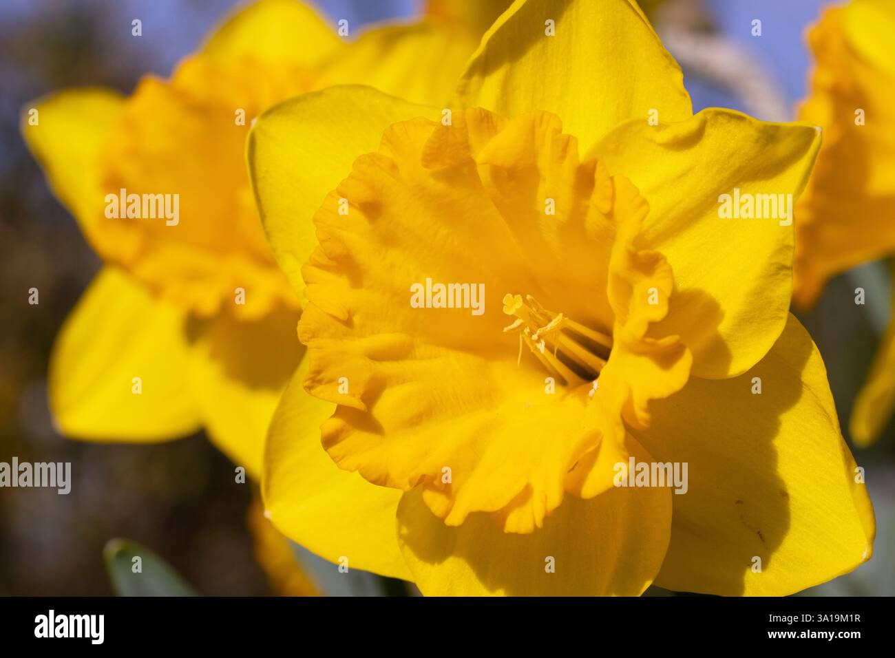 Daffodil (Narcissus pseudonarcissus), flowers of springtime Stock Photo - Alamy