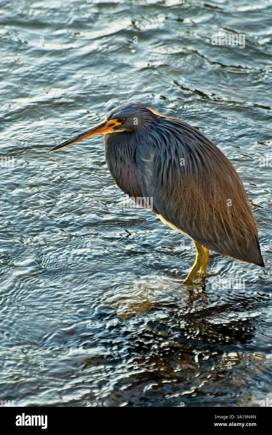 Back lit tricolored heron wading in shallows of Matanzas river Stock Photo - Alamy