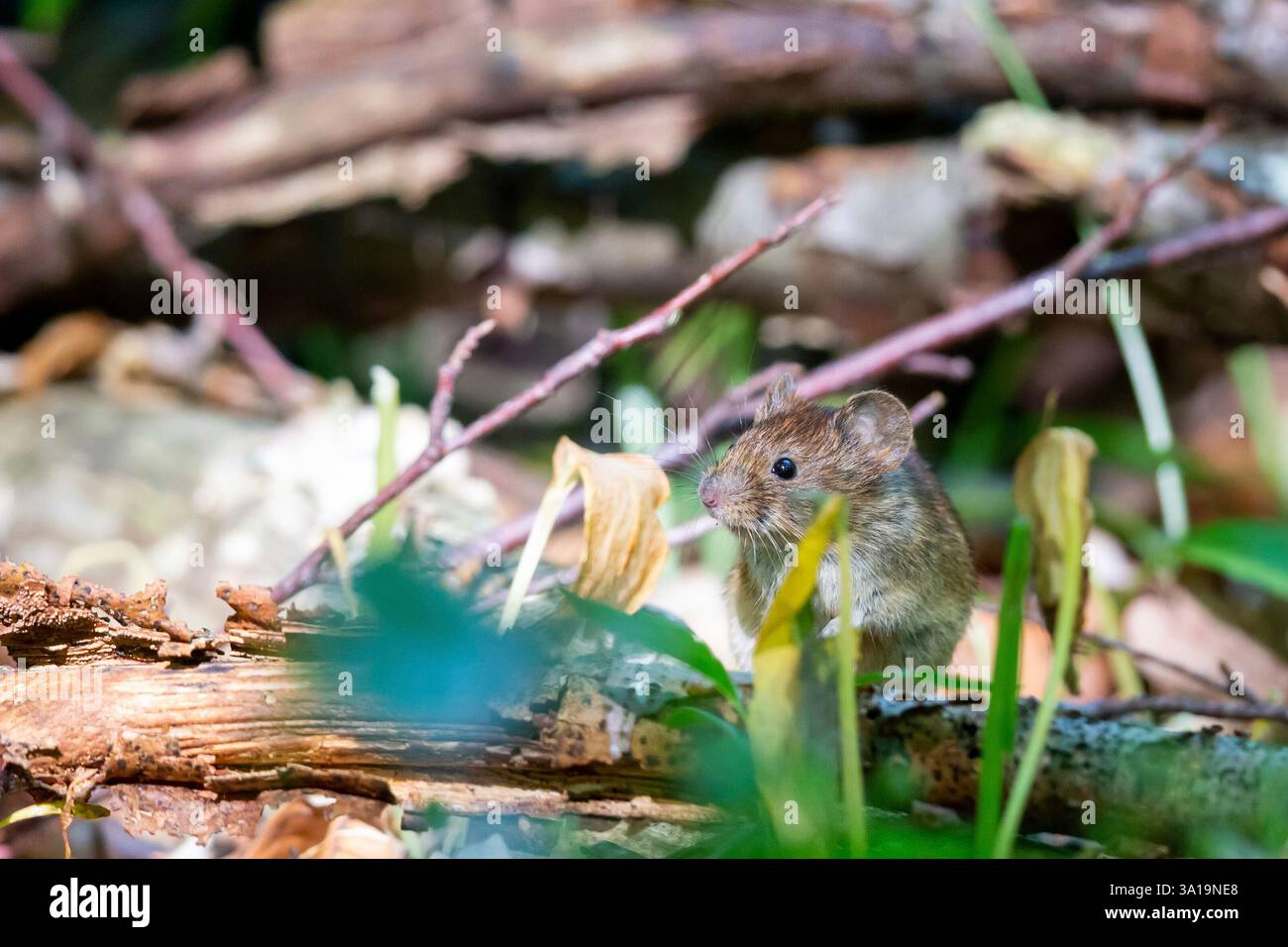 Wood mouse (Apodemus sylvaticus) on the forest floor in the Mönchbruch ...