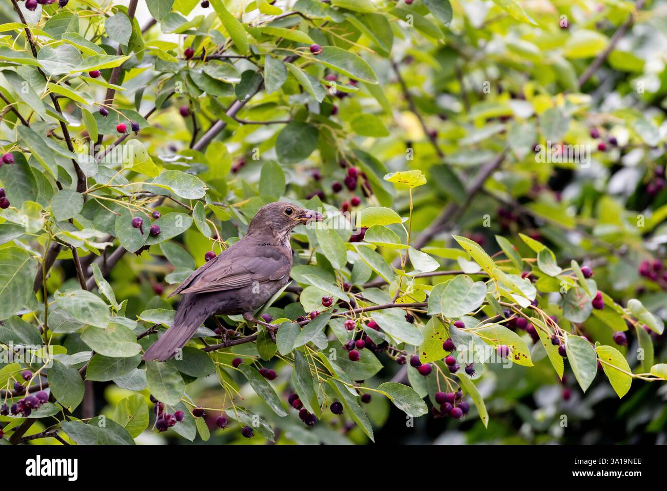Blackbird (Turdus merula) sits in a rock pear in the garden and eats ...
