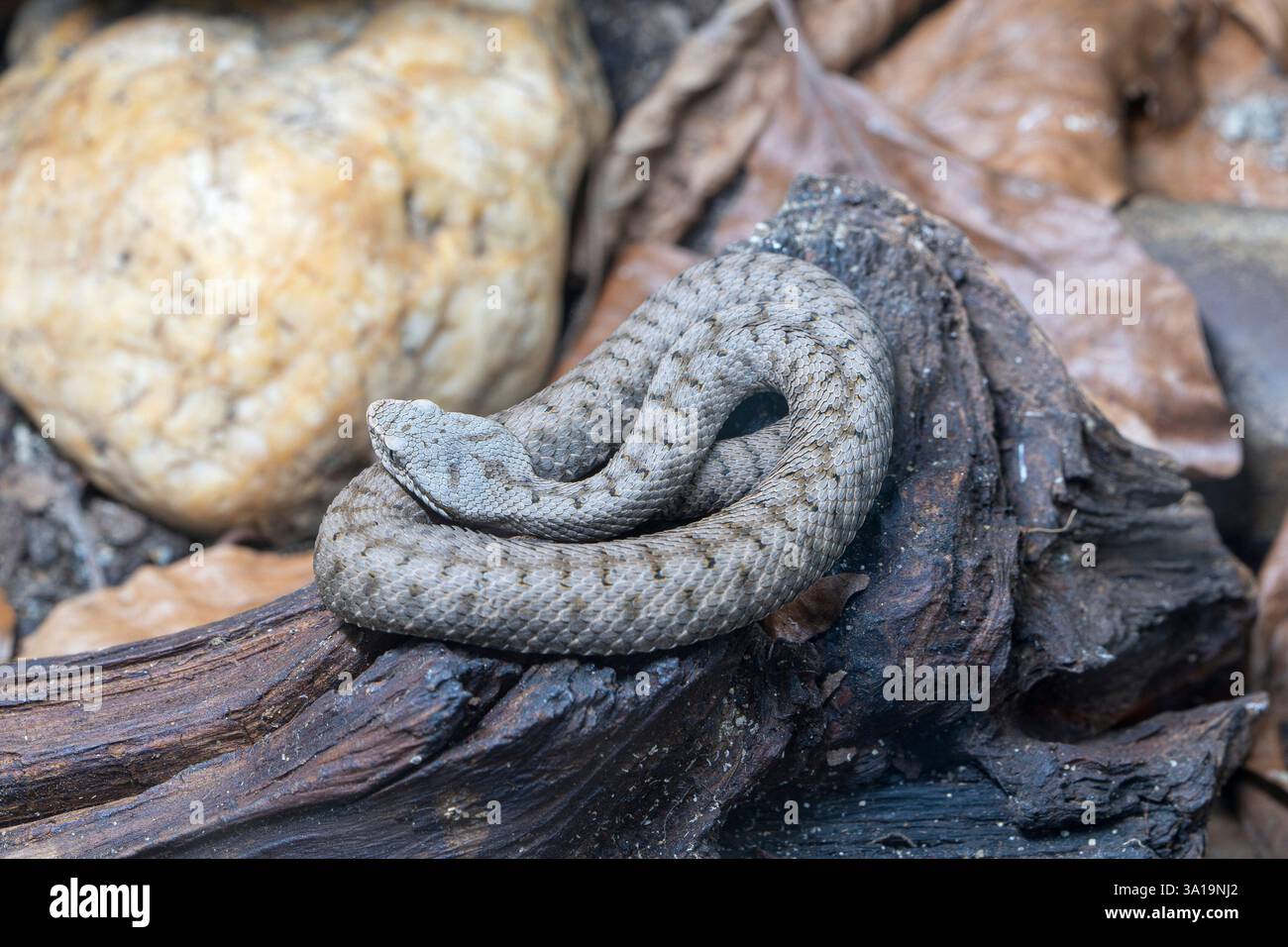 Close up image of Asp viper (Vipera aspis Stock Photo - Alamy