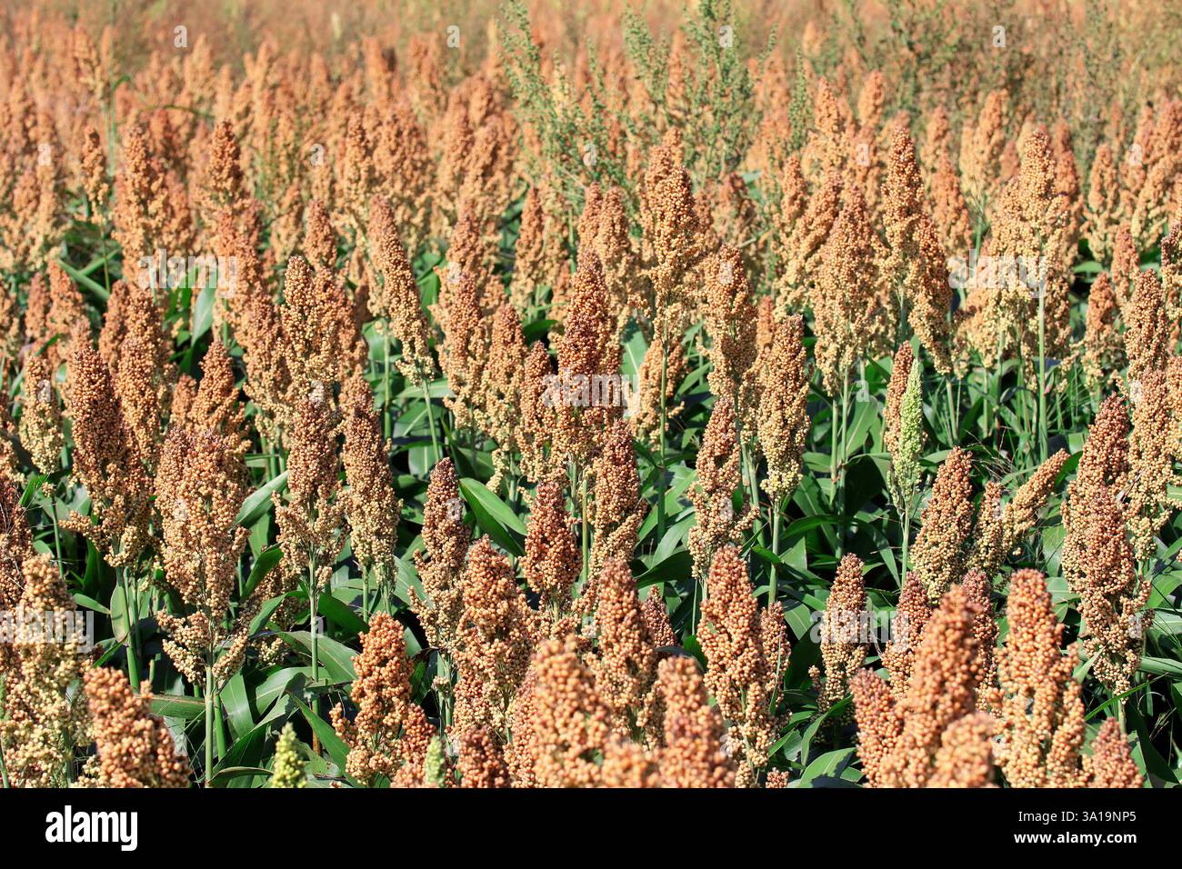 Sorghum millet or grain millet Stock Photo - Alamy