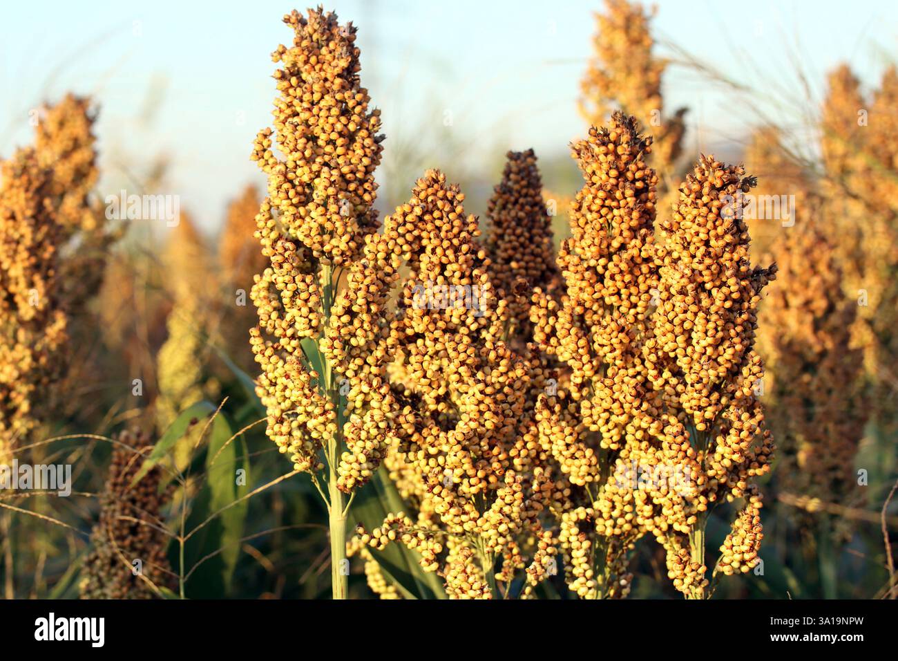 Sorghum millet or grain millet Stock Photo - Alamy