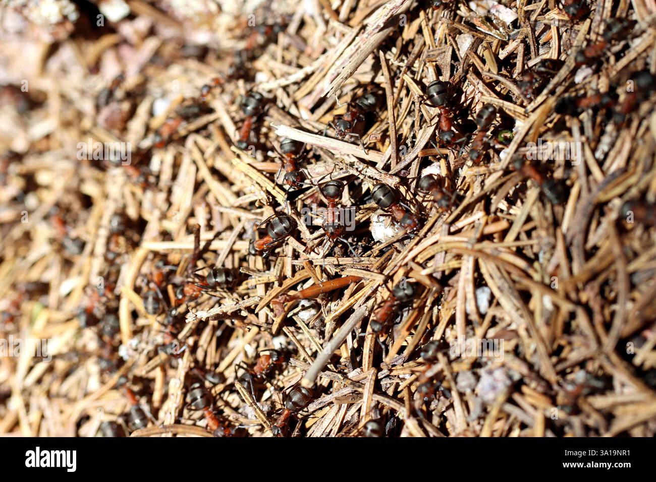 European wood ants at work Stock Photo - Alamy