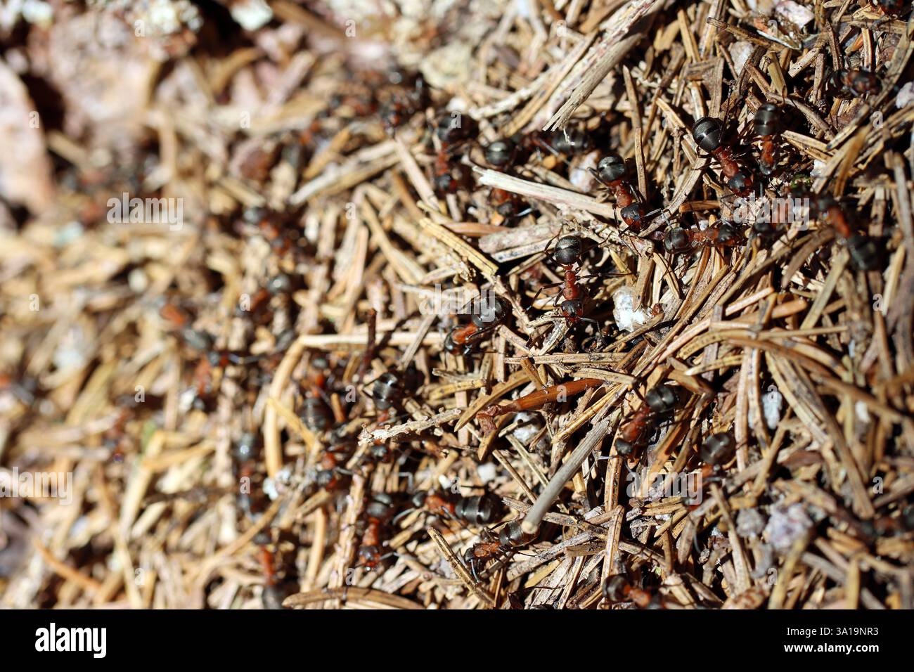 European wood ants at work Stock Photo - Alamy
