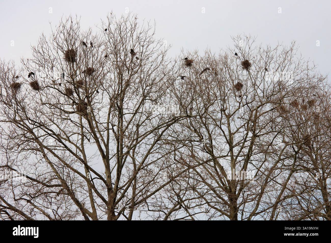 Crow invasion in the city Stock Photo - Alamy