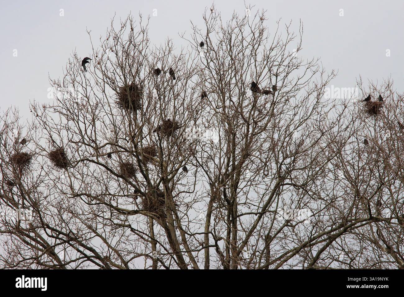 Invasion bird hi-res stock photography and images - Alamy