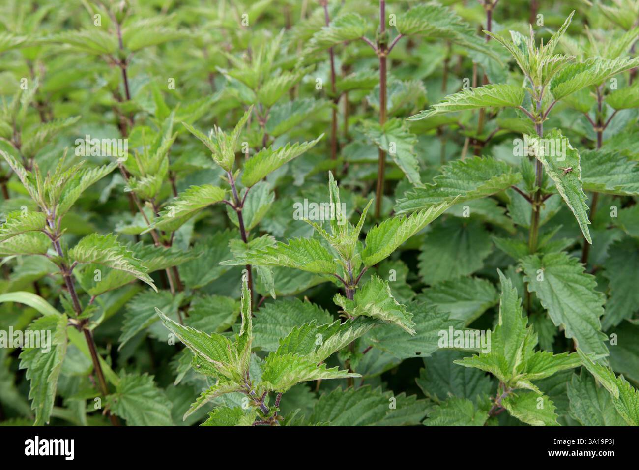 Cabbage field with weeds hi-res stock photography and images - Alamy