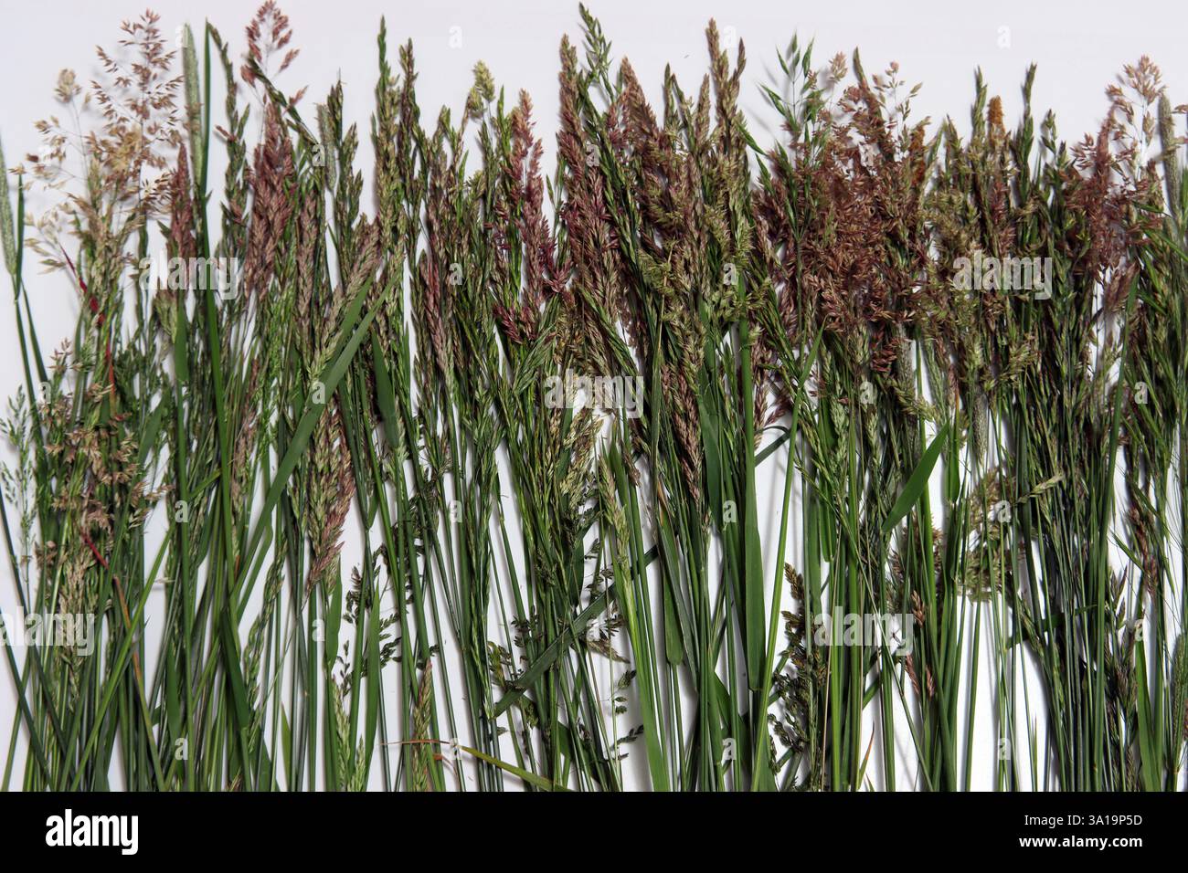 Diverse grasses hi-res stock photography and images - Alamy