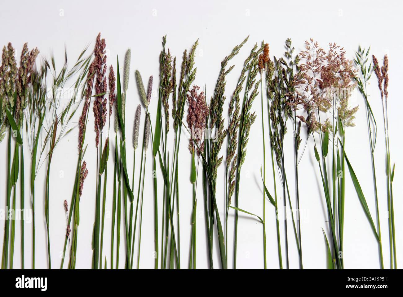 Diverse grasses hi-res stock photography and images - Alamy