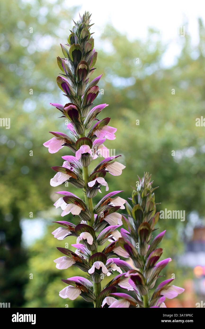 Balkan hogweed or Balkan bear's paw Stock Photo - Alamy