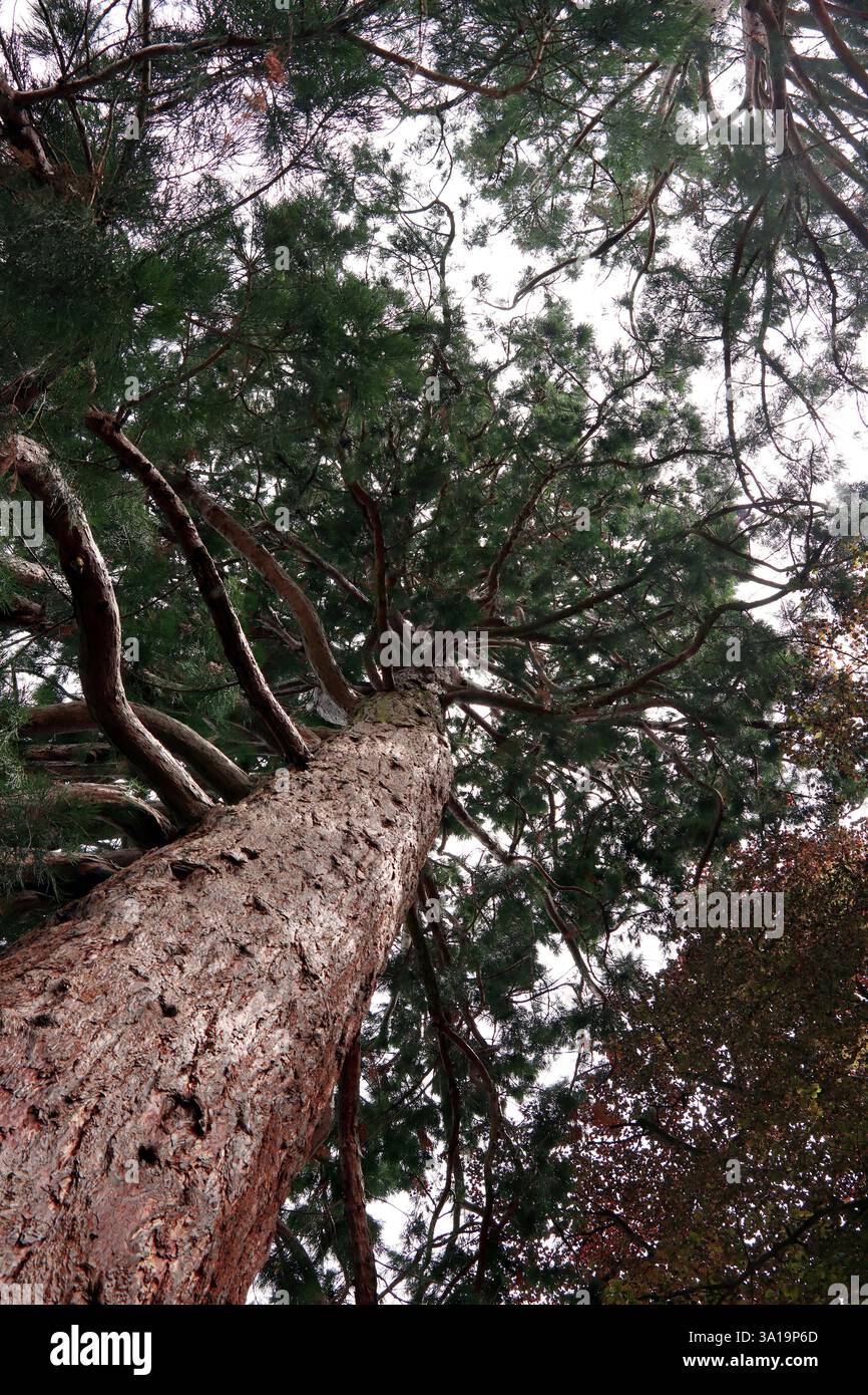 Powerful forest from below Stock Photo - Alamy