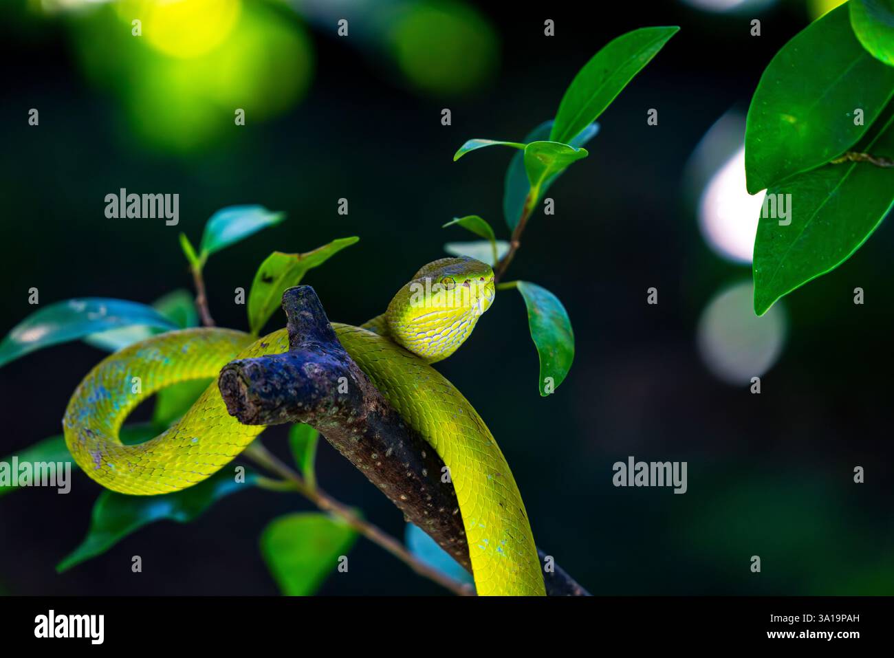 An Asian Green Pit Viper hangs delicately from a tree branch, blending ...