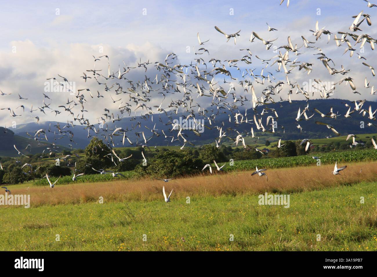 Carrier pigeons on their flight home Stock Photo - Alamy
