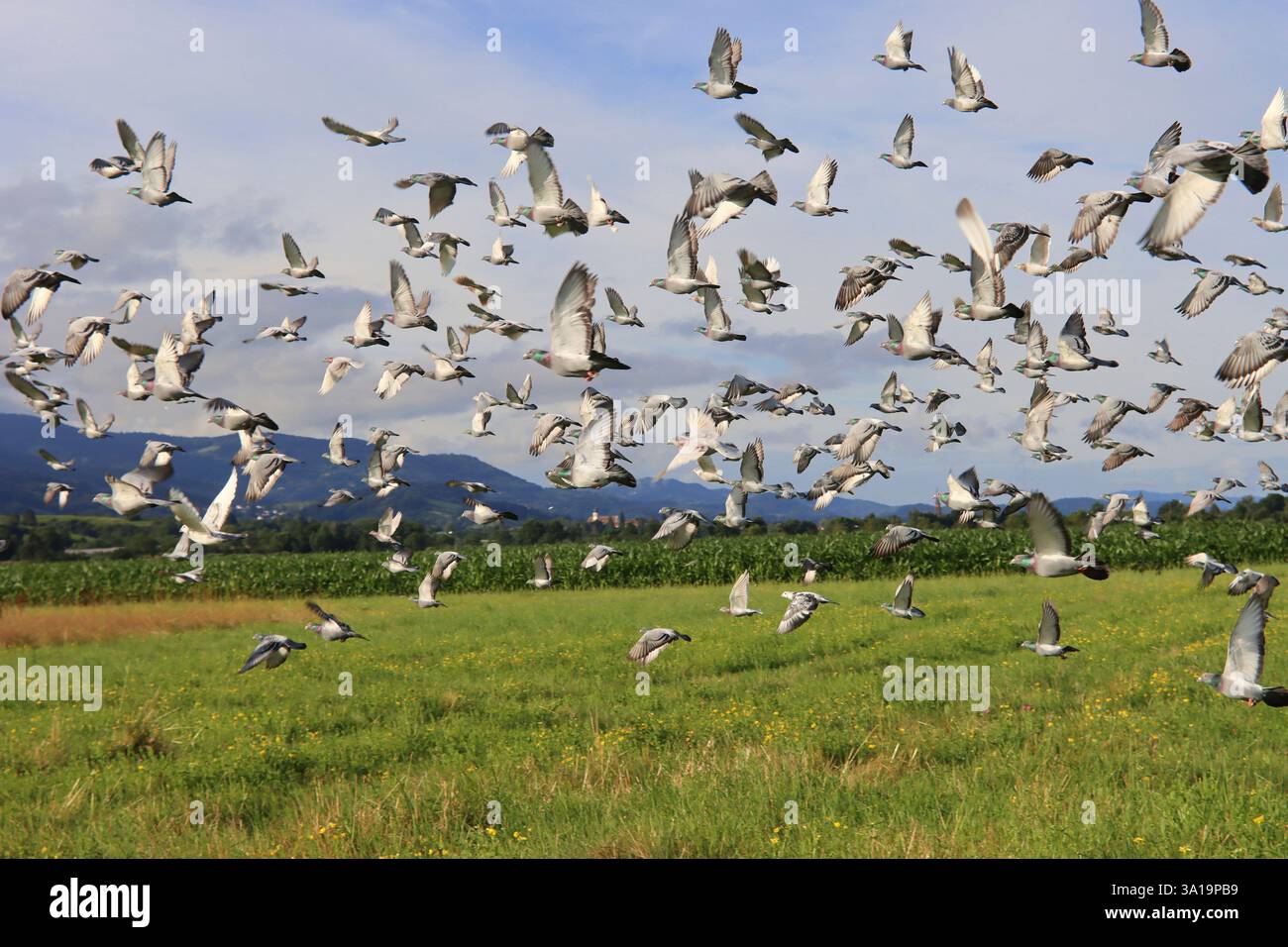 Carrier pigeons on their flight home Stock Photo - Alamy