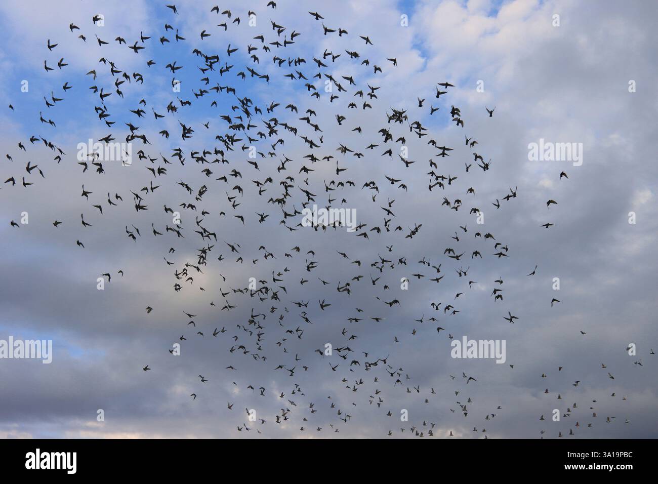 Staves hi-res stock photography and images - Alamy