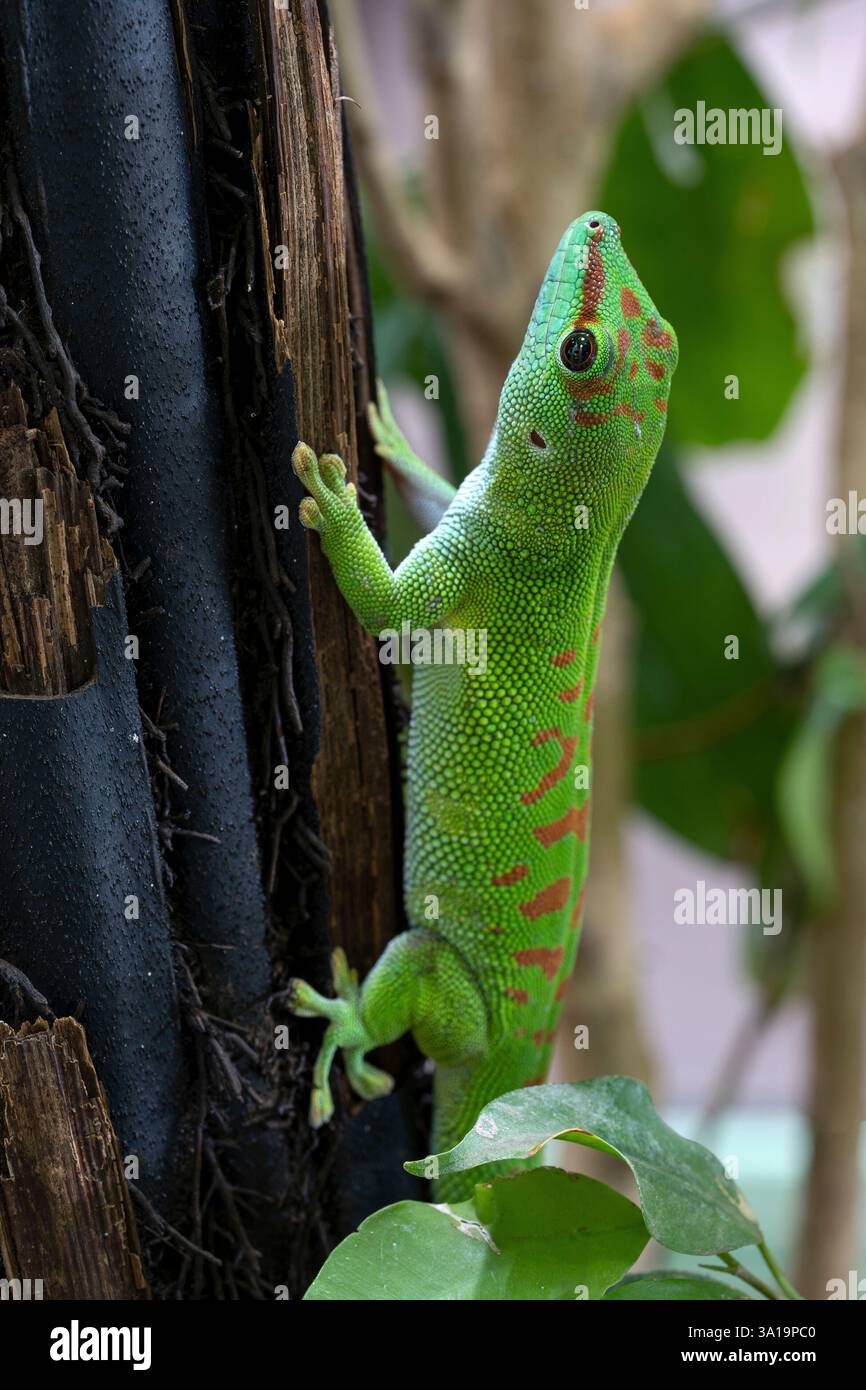 Close up image of Madagascar giant day gecko (Phelsuma madagascariensis ...