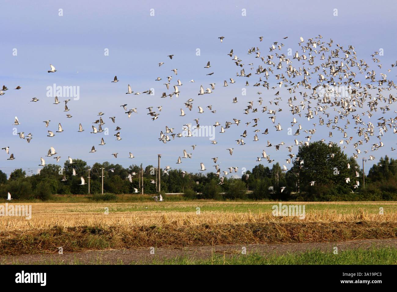 Carrier pigeons on their flight home Stock Photo - Alamy
