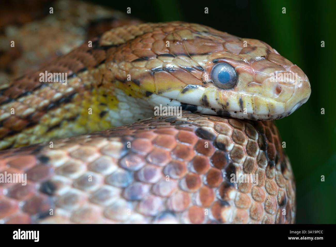 Eastern Corn Snake (Pantherophis guttatus), close up Stock Photo - Alamy