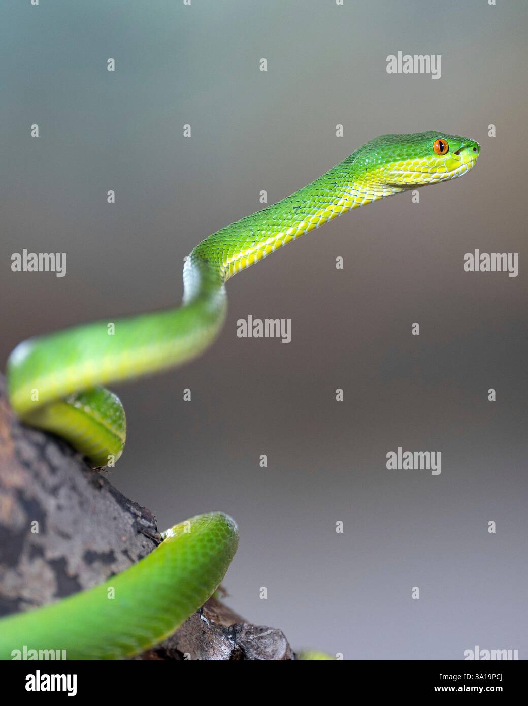 Close up image of Green Pit Viper (Trimeresurus albolabris Stock Photo ...