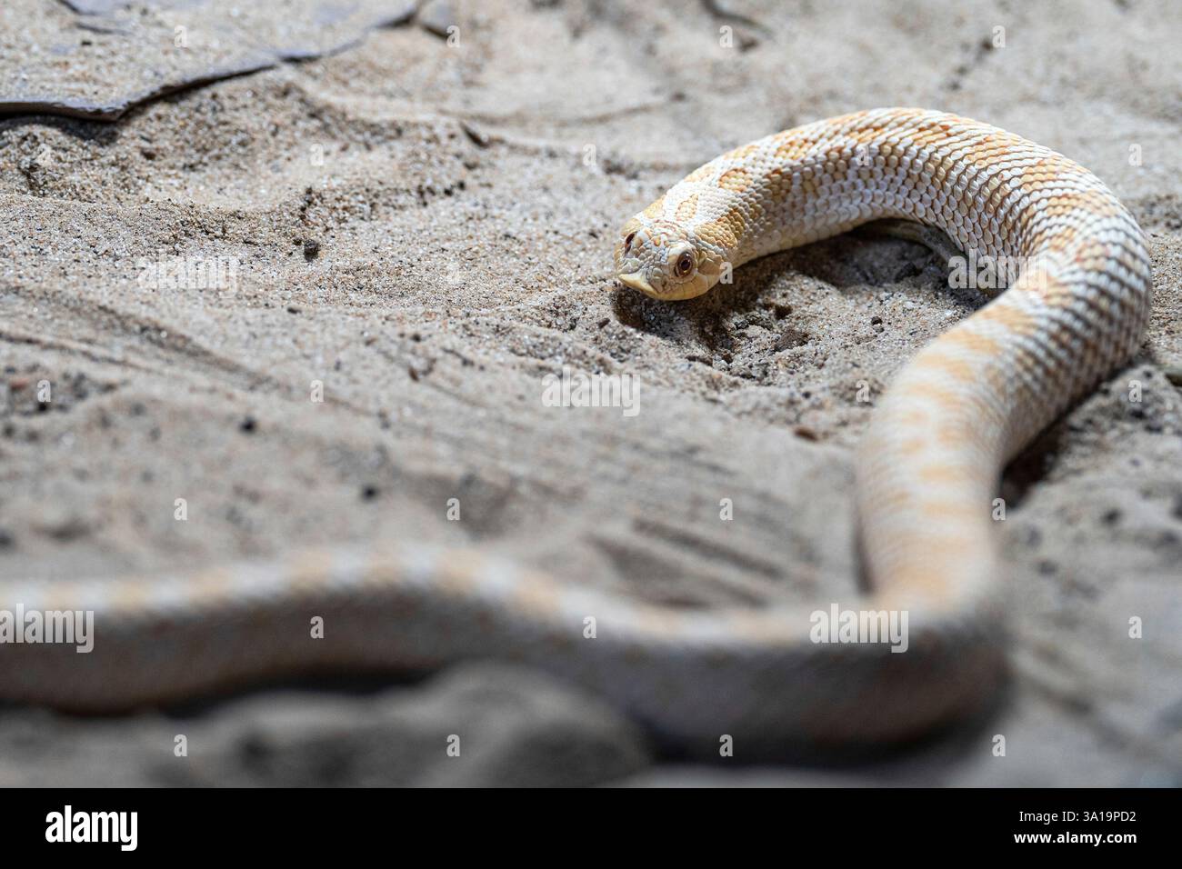 Close-up image of Texas hog-nosed snake (Heterodon nasicus Stock Photo ...