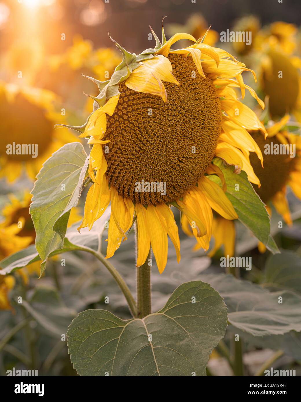 Sunflower (Helianthus annuus), close up of the flower head Stock Photo ...