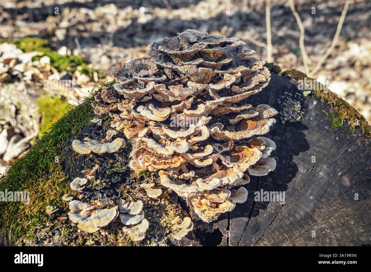 Natural fungi cluster on old log with moss in forest setting Stock ...