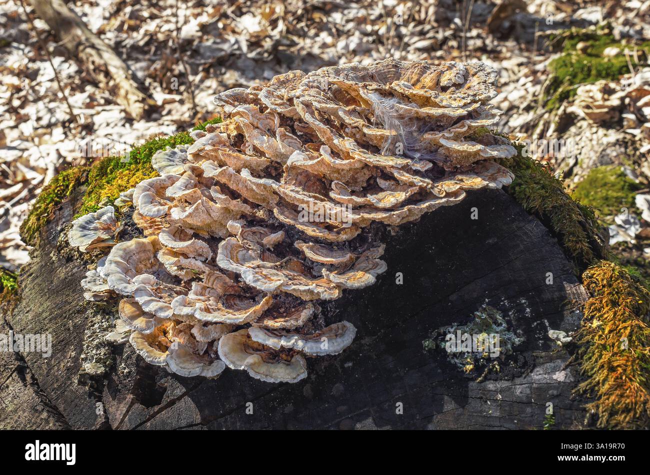 Cluster of fungi on decaying log in forest with moss and leaves Stock ...