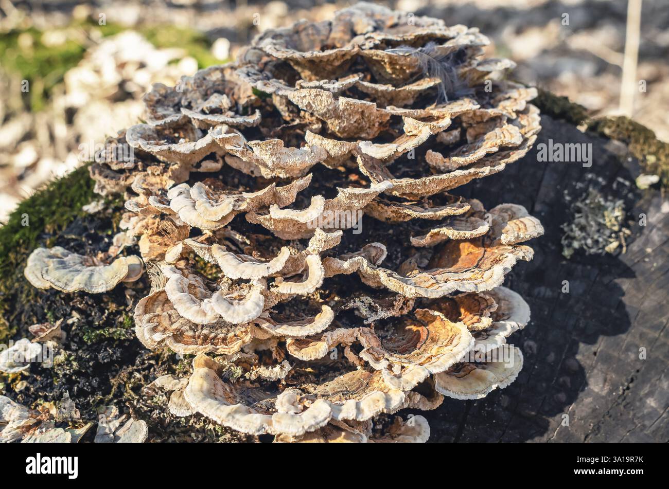 Wild mushrooms growing on rotten log in forest landscape Stock Photo ...