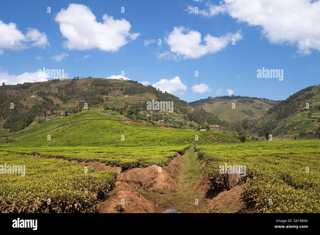 Panoramic image of rural landscape with tea fields, Uganda Stock Photo ...