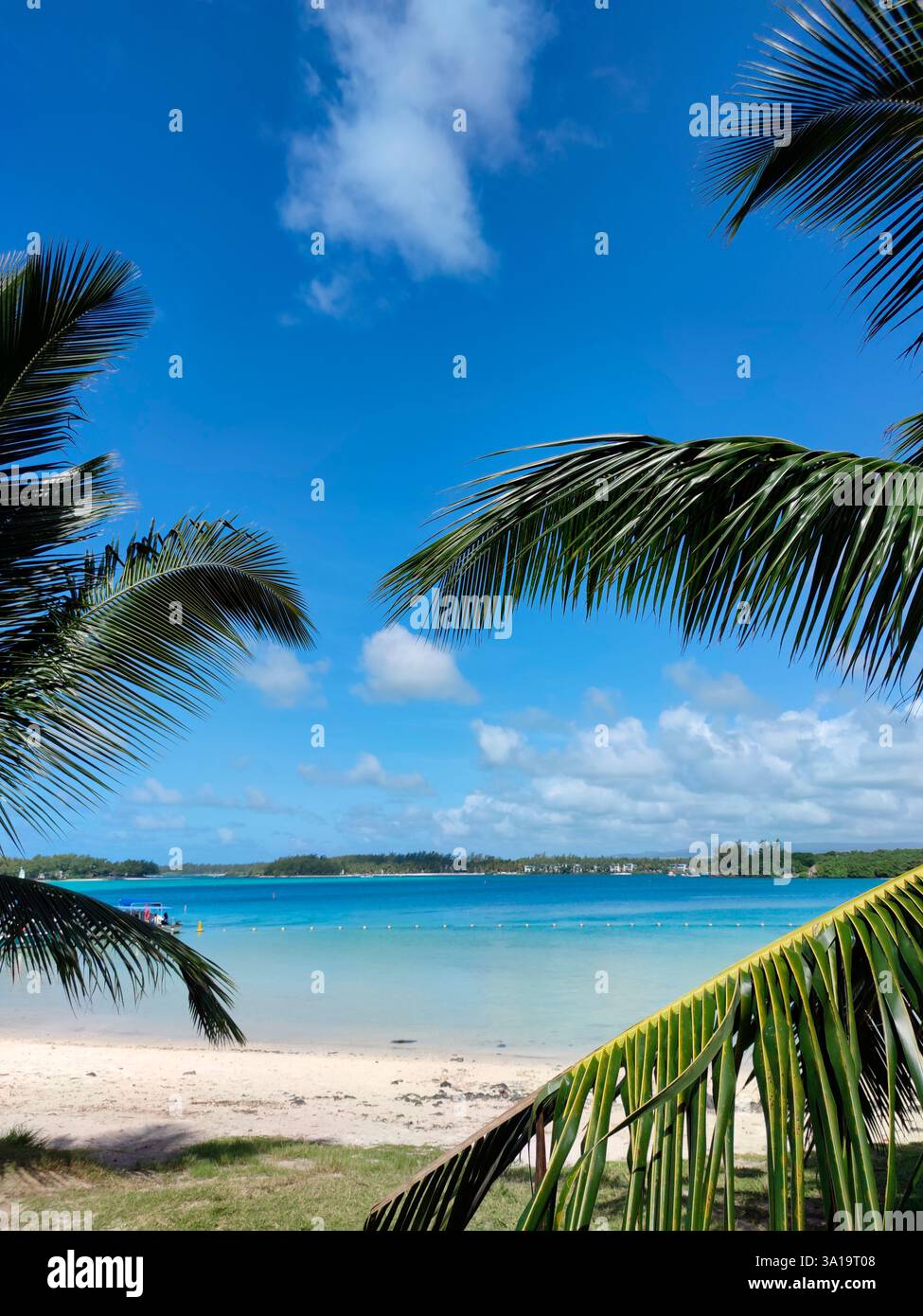 Palm trees on a tropical beach, Mauritius Stock Photo - Alamy