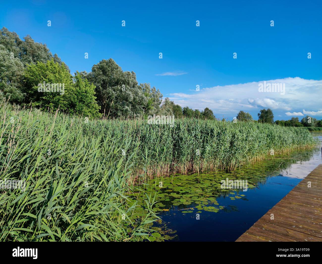 The natural paradise of the Szczecin Lagoon Stock Photo - Alamy