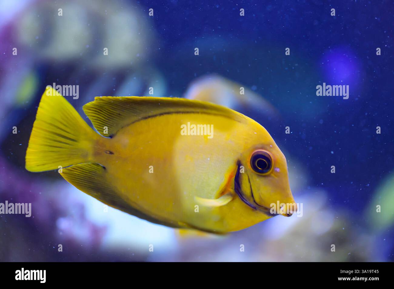 A chocolate doctor fish in an aquarium Stock Photo - Alamy