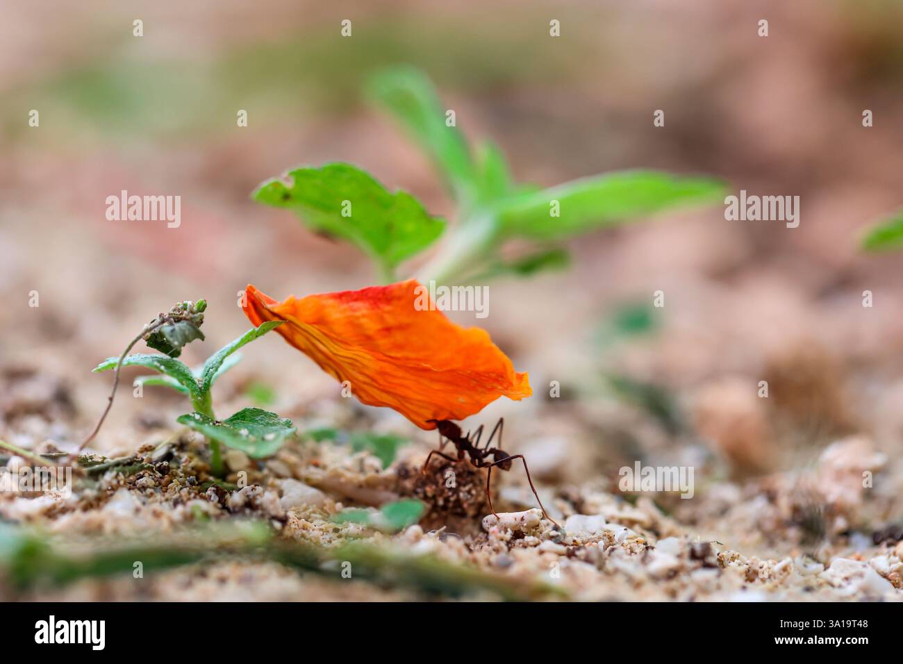 A small black ant carries a petal into the burrow Stock Photo - Alamy