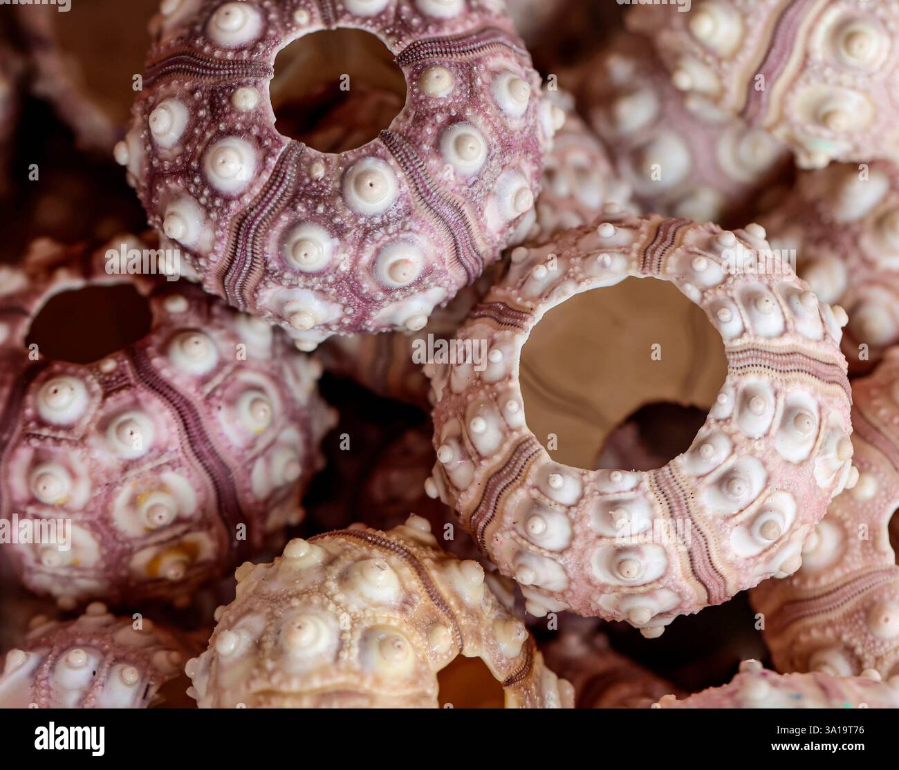 Calcareous endoskeleton hi-res stock photography and images - Alamy