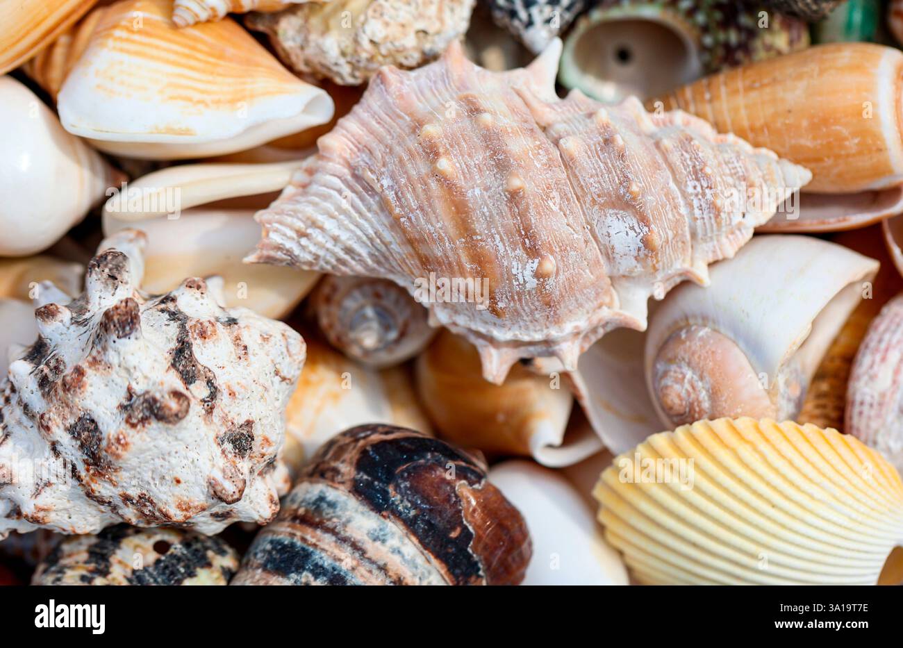 A wallpaper, or a texture with sea shells, sea snails. Beautiful ...