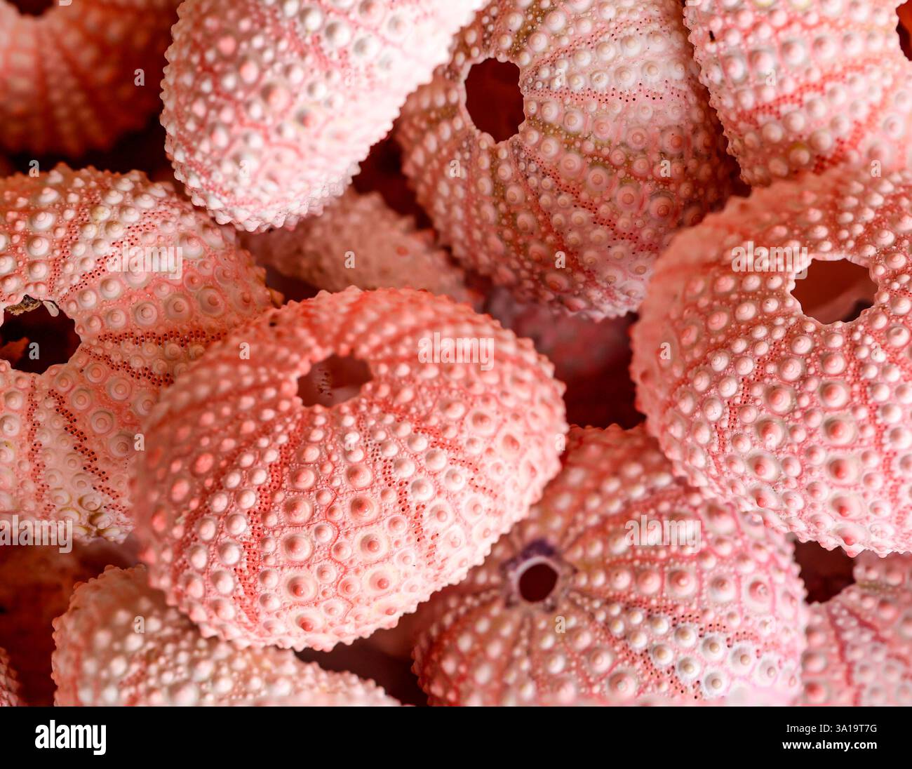 The empty calcareous shells of several sea urchins Stock Photo - Alamy