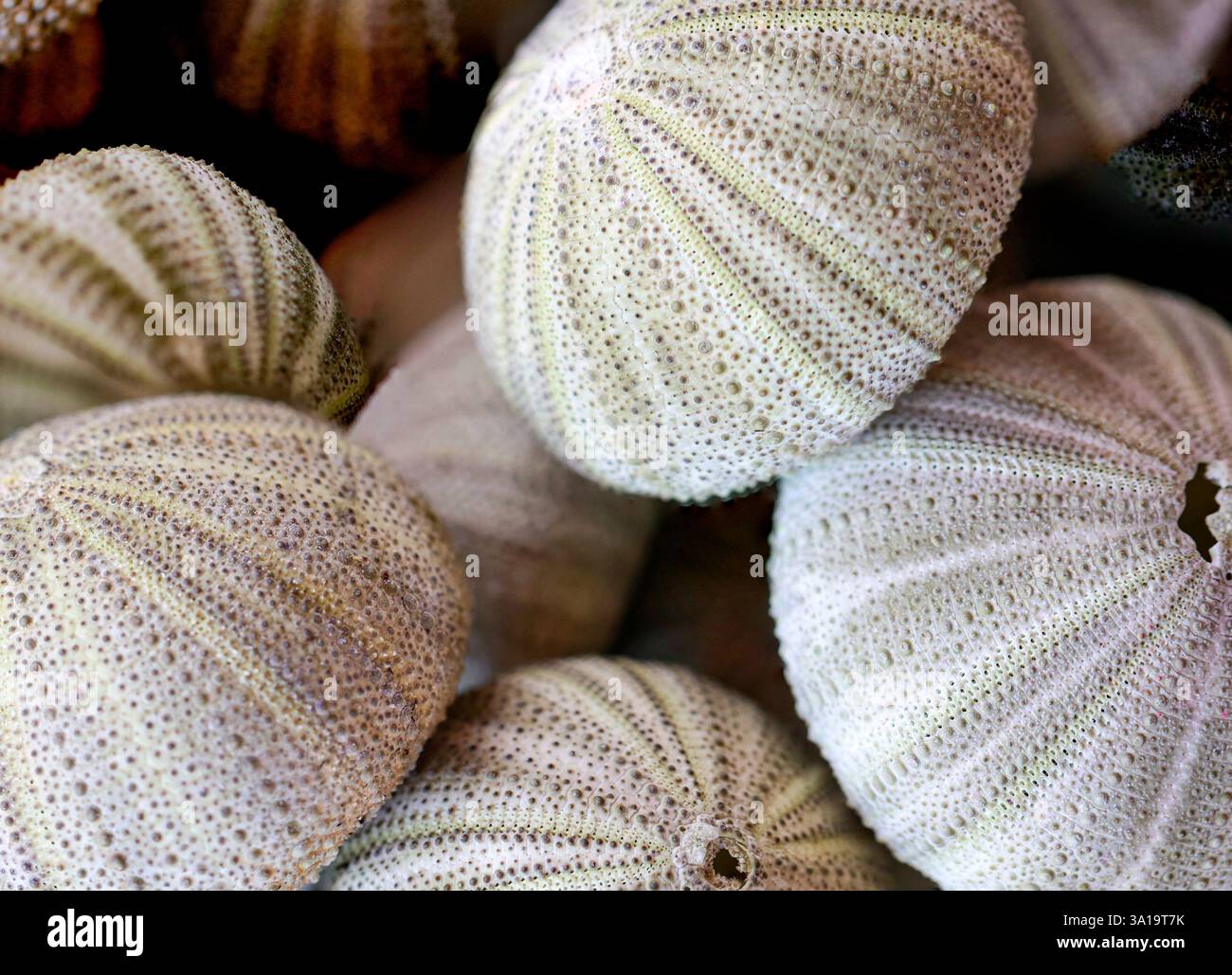 The empty calcareous shells of several sea urchins Stock Photo - Alamy
