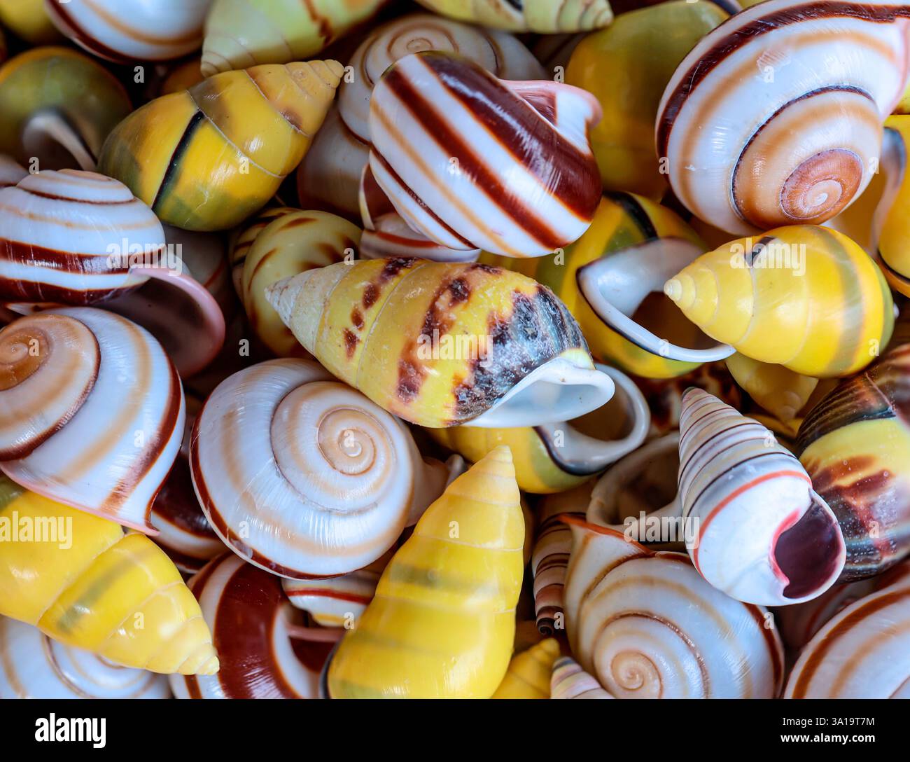 A wallpaper, or a texture with sea shells, sea snails. Beautiful ...