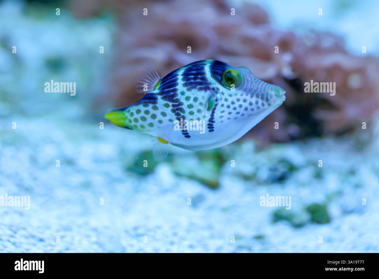 Portrait of a Canthigaster valentini saddlehead pufferfish. A very ...