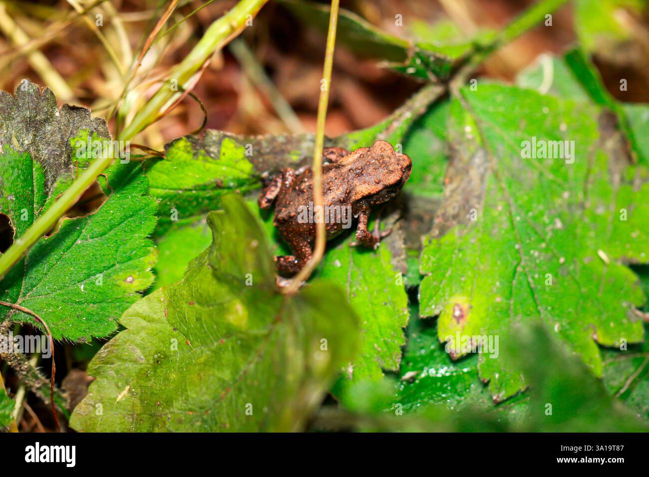 A small frog on the forest floor Stock Photo - Alamy