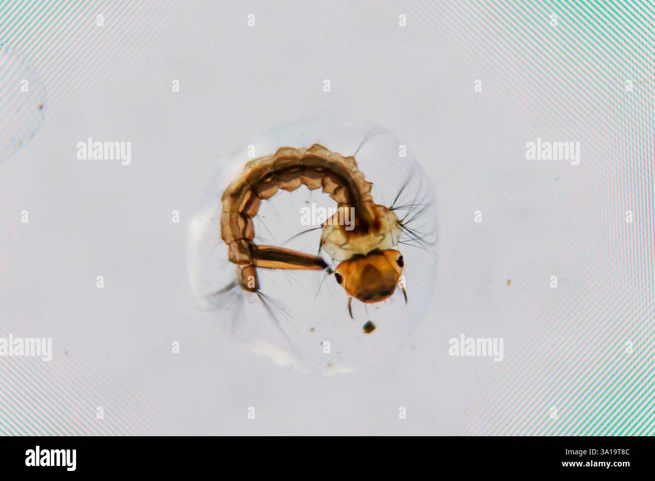 The larval stage of the fly hi-res stock photography and images - Alamy