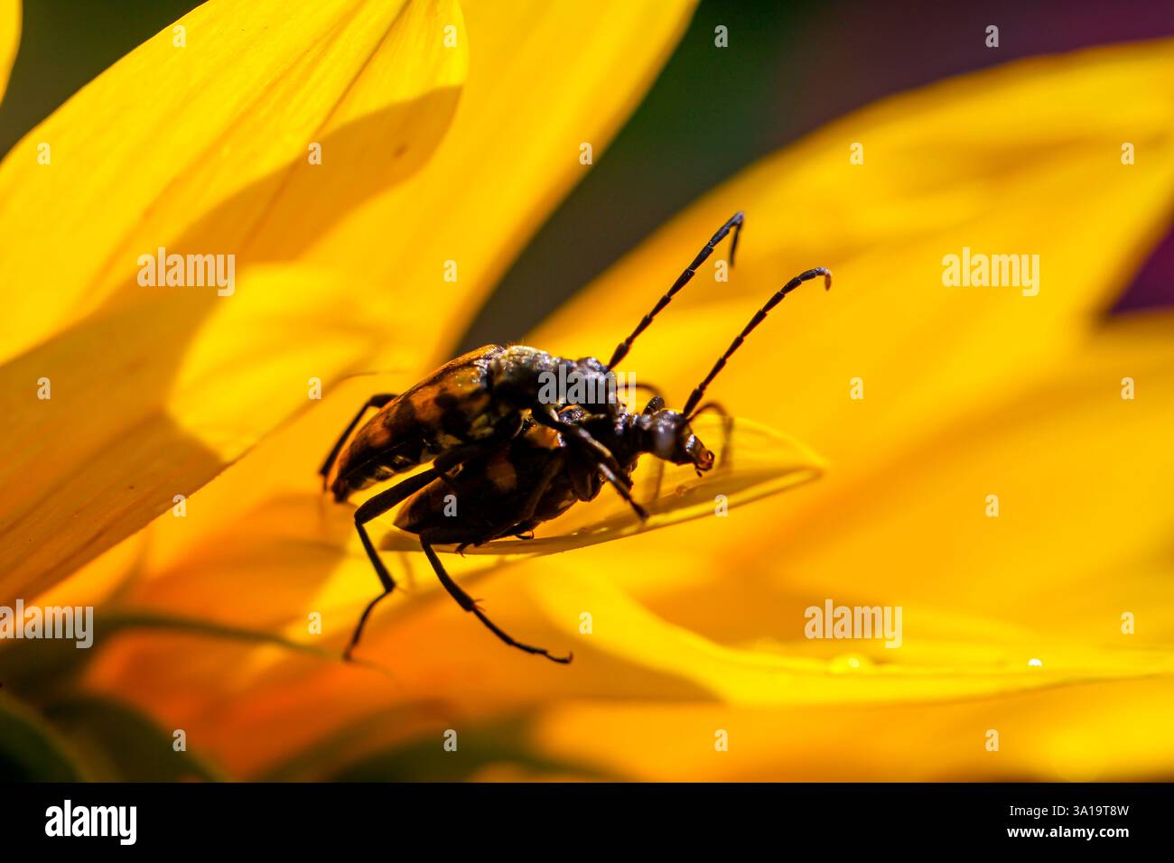 A four-banded narrow-legged beetle, Leptura quadrifasciata on a ...